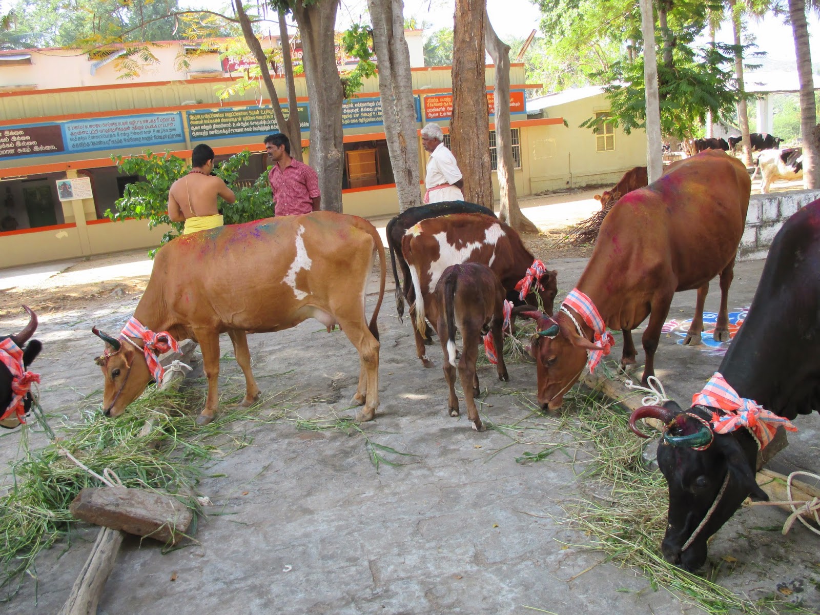 Go pooja ( worshiping of cow in temple & Asramam )